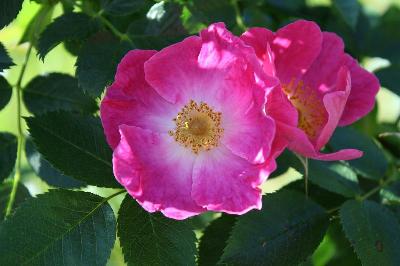 RoseGen - Die Rosen-Genealogie